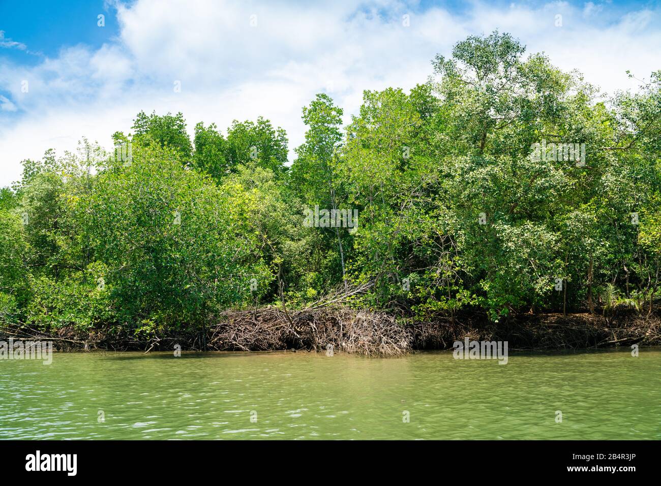 Mangrove tree in tropical rain forest sunny day blue sky environmental ...