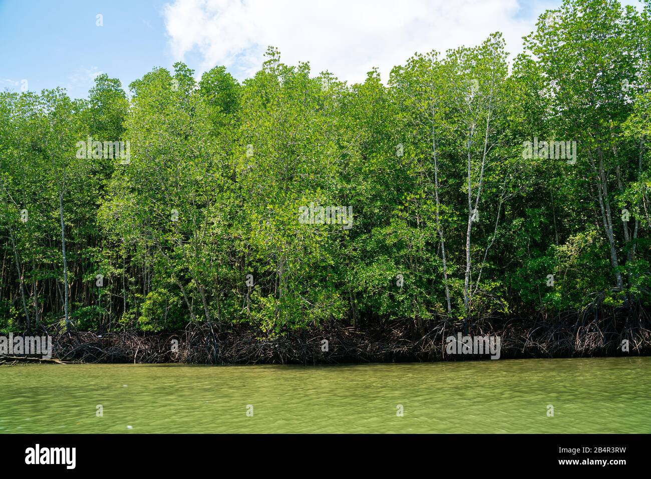 Mangrove tree in tropical rain forest sunny day blue sky environmental ...