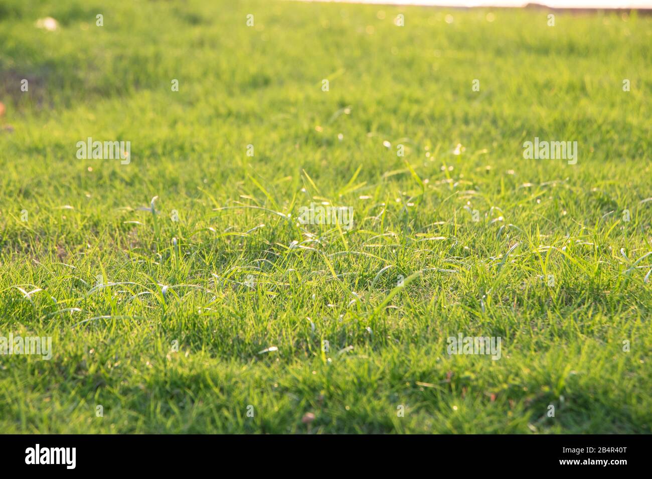 Empty green field landscape hi-res stock photography and images - Alamy