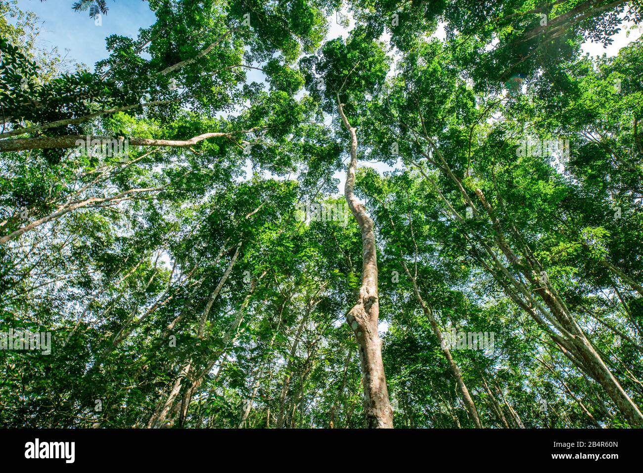 Para rubber green tree leaf with sun light agricultural industry Stock ...