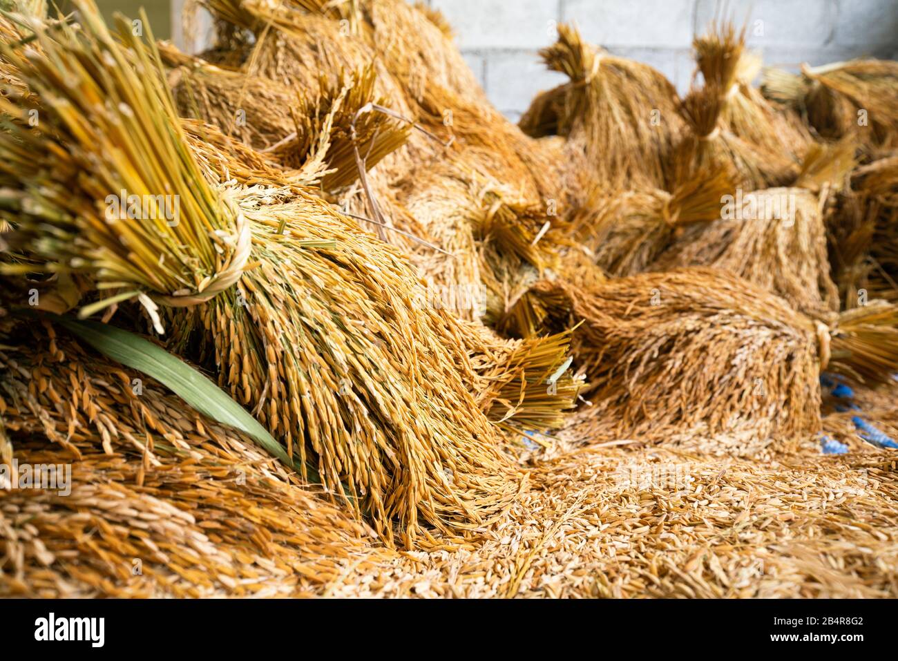 Farmer crop mali hi-res stock photography and images - Alamy