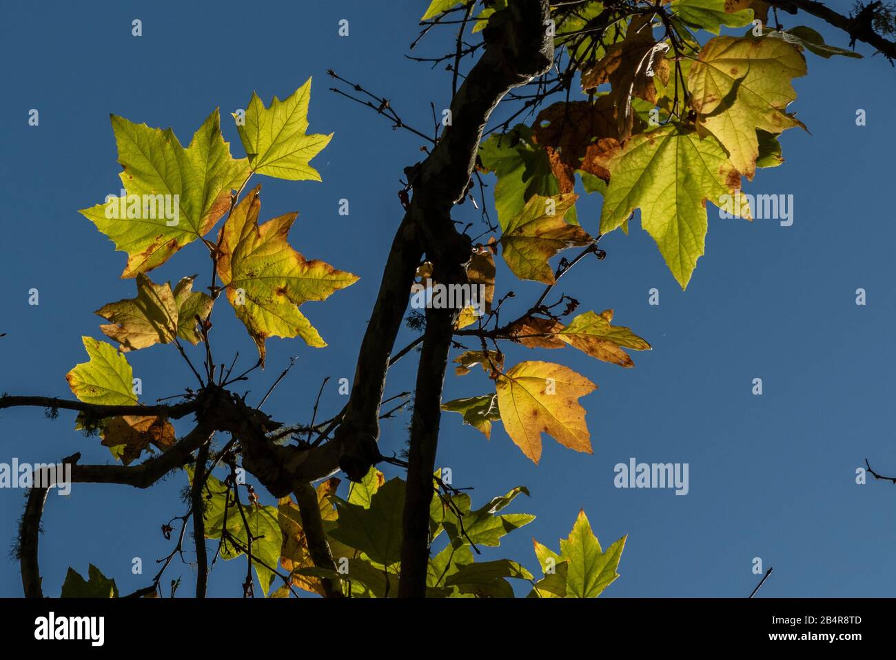 Platanus racemosus hi-res stock photography and images - Alamy