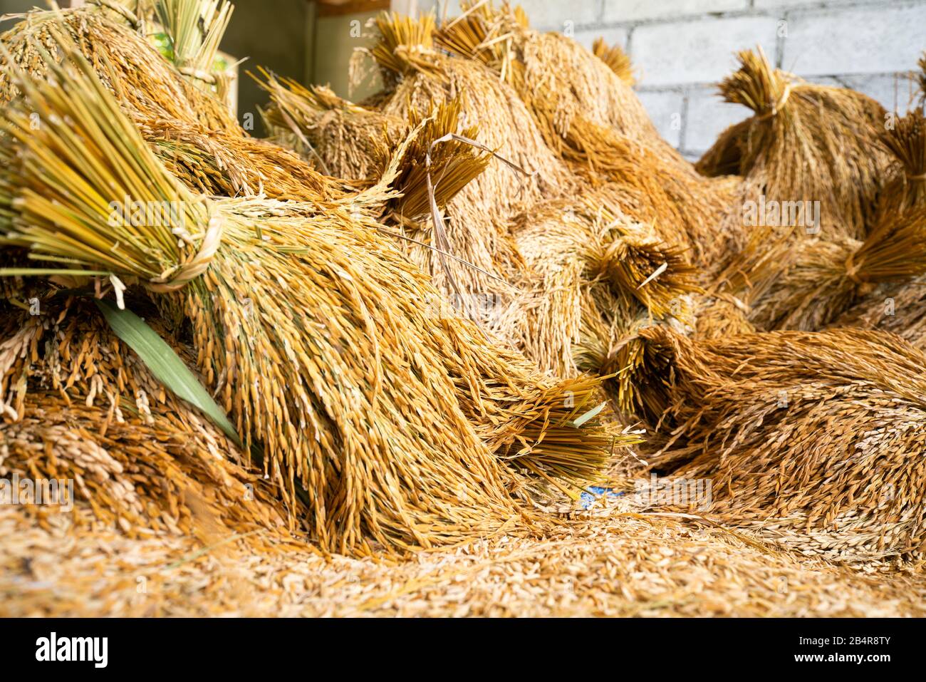 Paddy rice keep in traditional barn agricultural concept Stock Photo ...