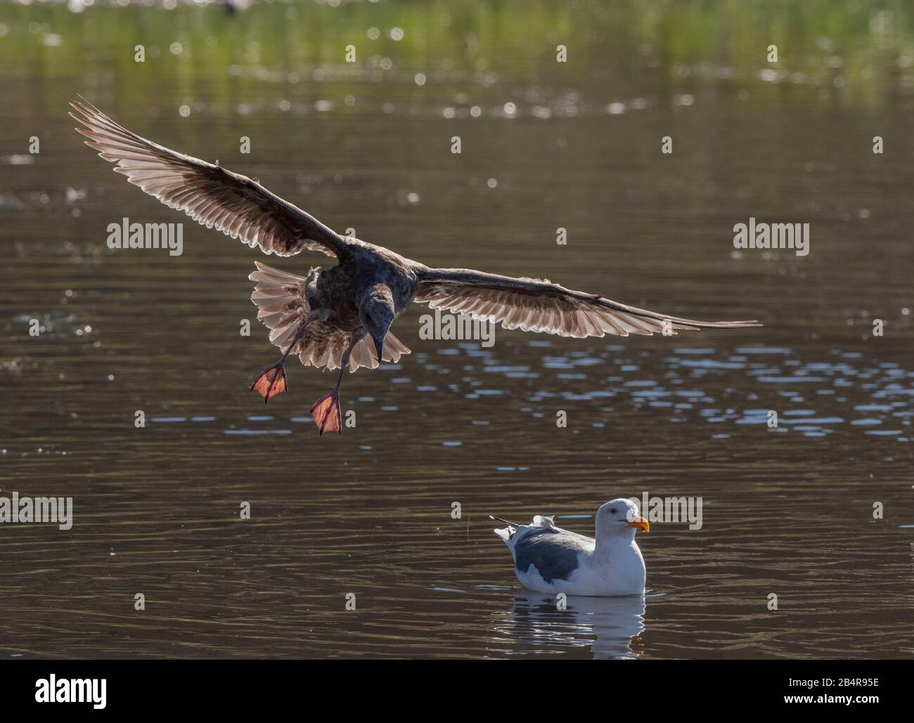 Immature gulls hi-res stock photography and images - Alamy