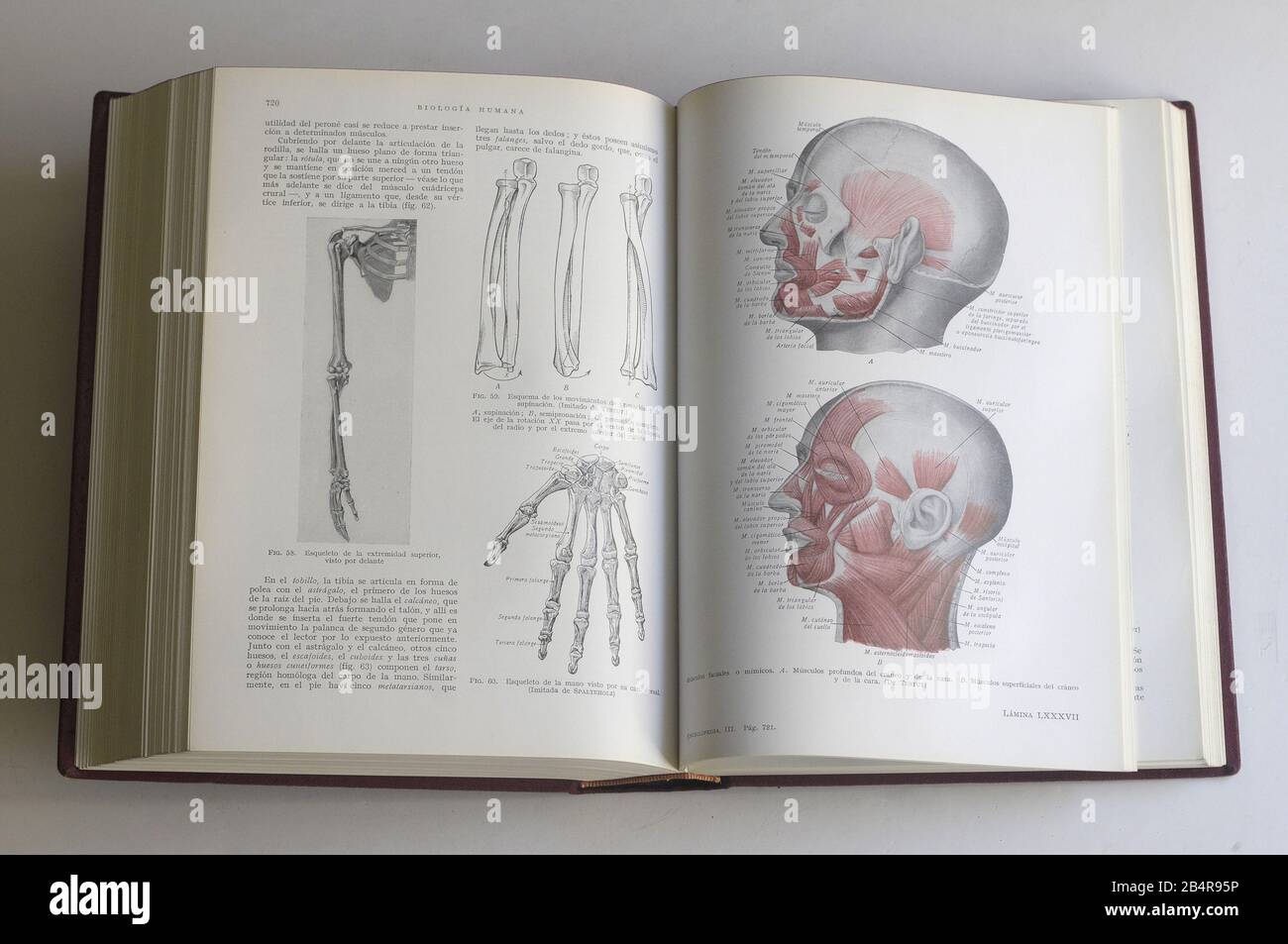 medicine book the muscles of the human body Stock Photo - Alamy