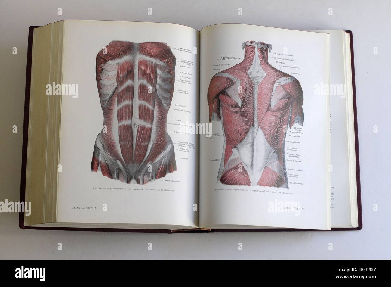 medicine book the muscles of the human body Stock Photo - Alamy