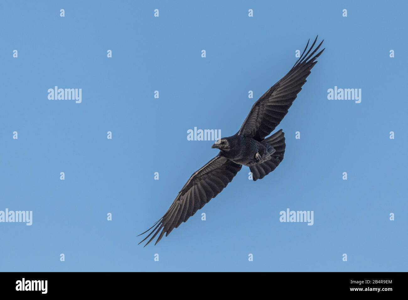 Raven flying feathers hi-res stock photography and images - Alamy