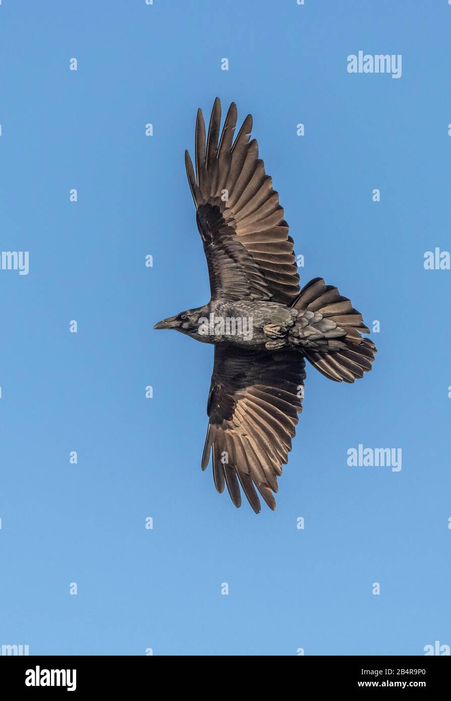 Raven flying feathers hi-res stock photography and images - Alamy