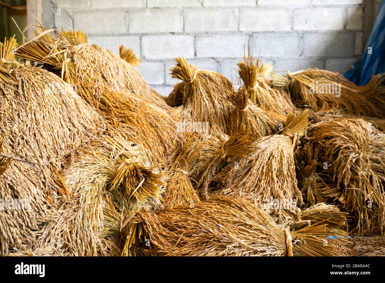 Unhusked rice hi-res stock photography and images - Alamy