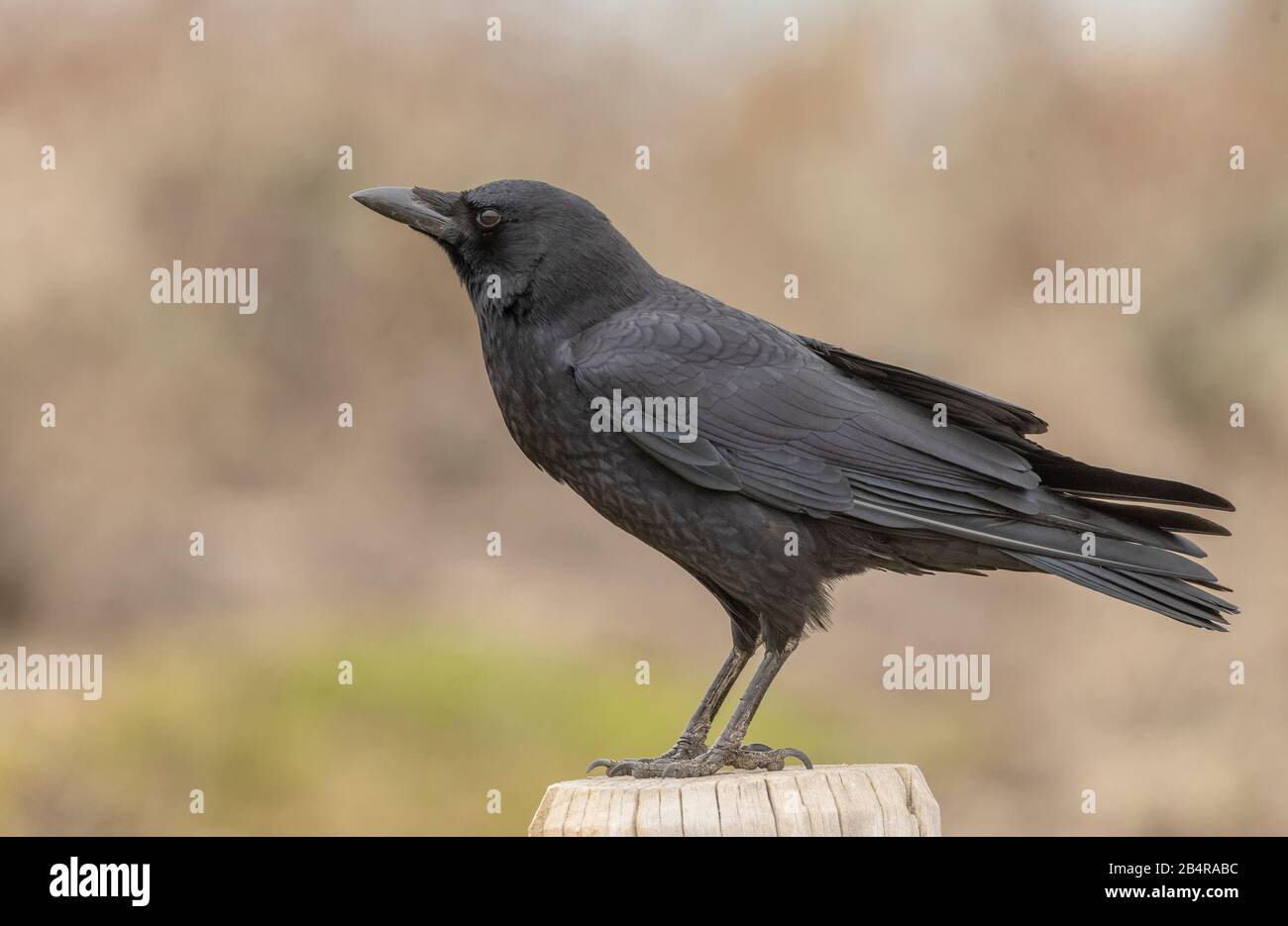 American crow, Corvus brachyrhynchos, perched on post, central ...