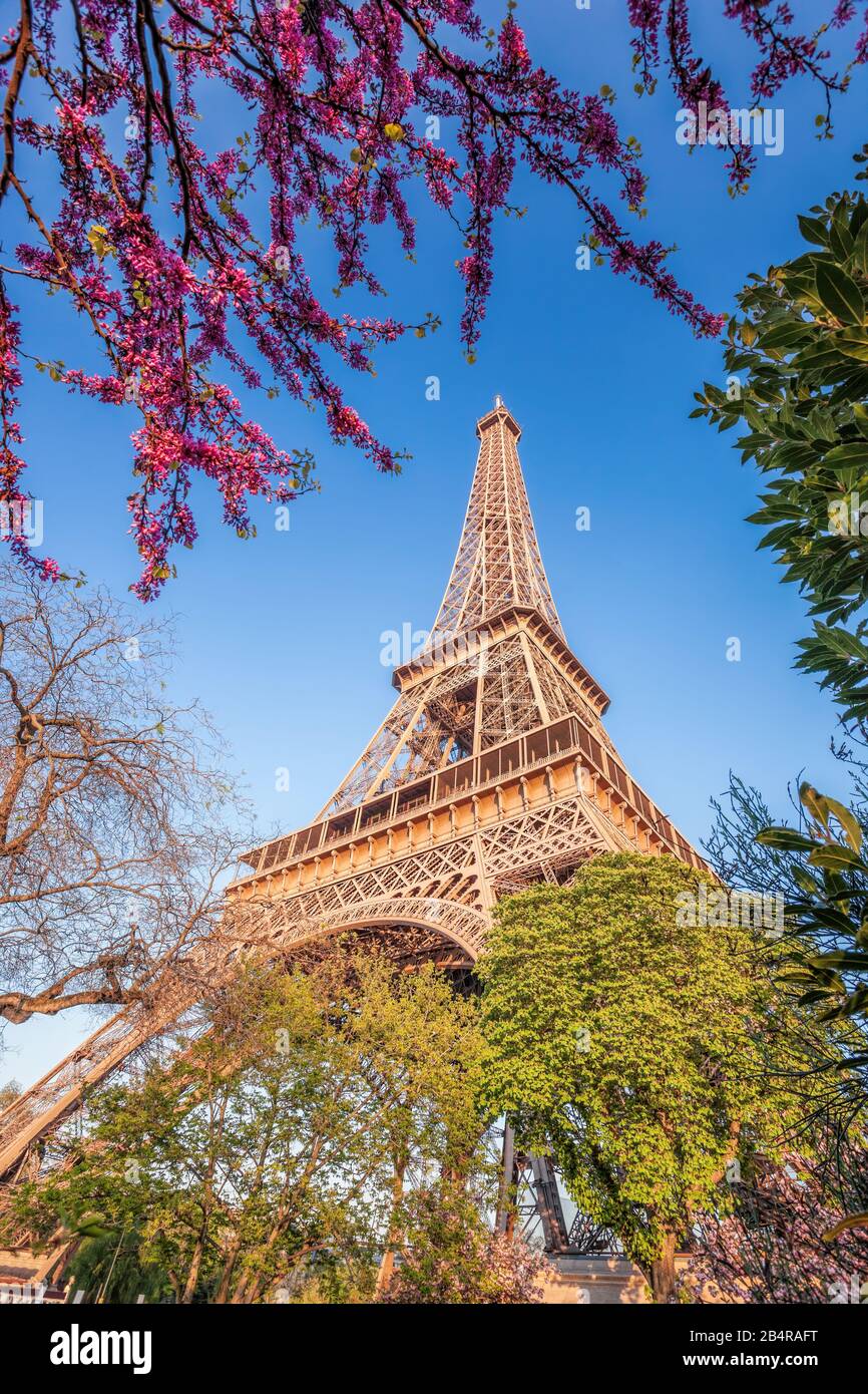 Paris tree blossom bench hi-res stock photography and images - Alamy