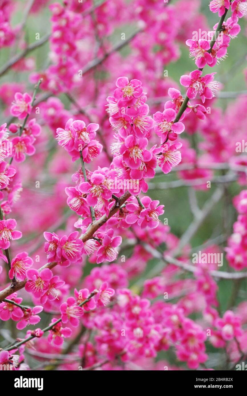 Flowering shrubs Prunus mume Beni Chidori Japanese apricot tree spring ... Flowering shrubs Prunus mume Beni Chidori Japanese apricot tree spring ...