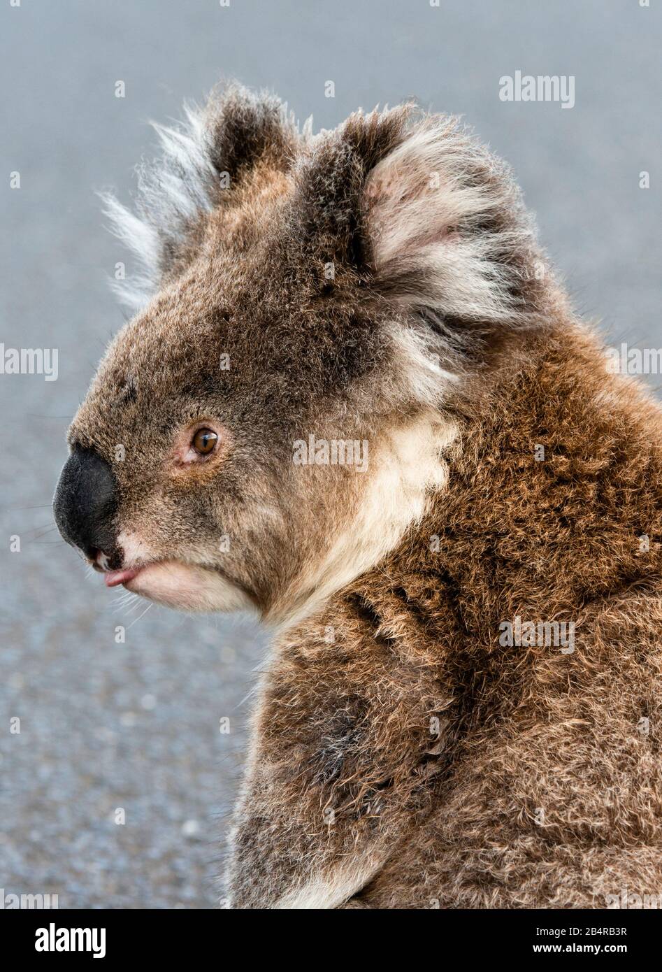 A scared female koala sits in the middle of the Great Ocean Road ...
