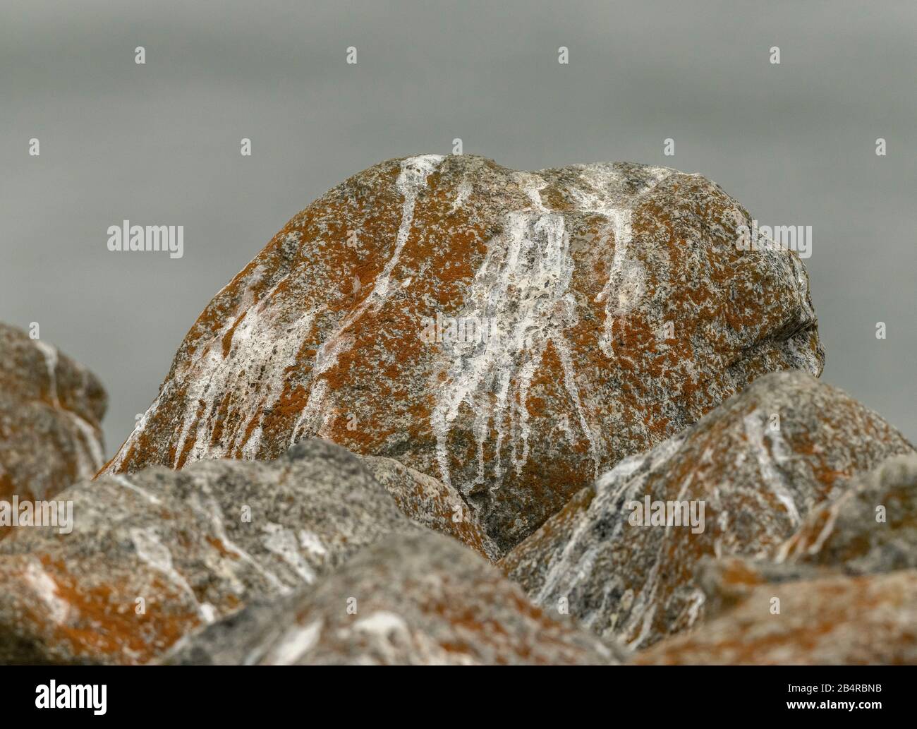 Bird droppings on rock, covered by Lichens. California Stock Photo - Alamy