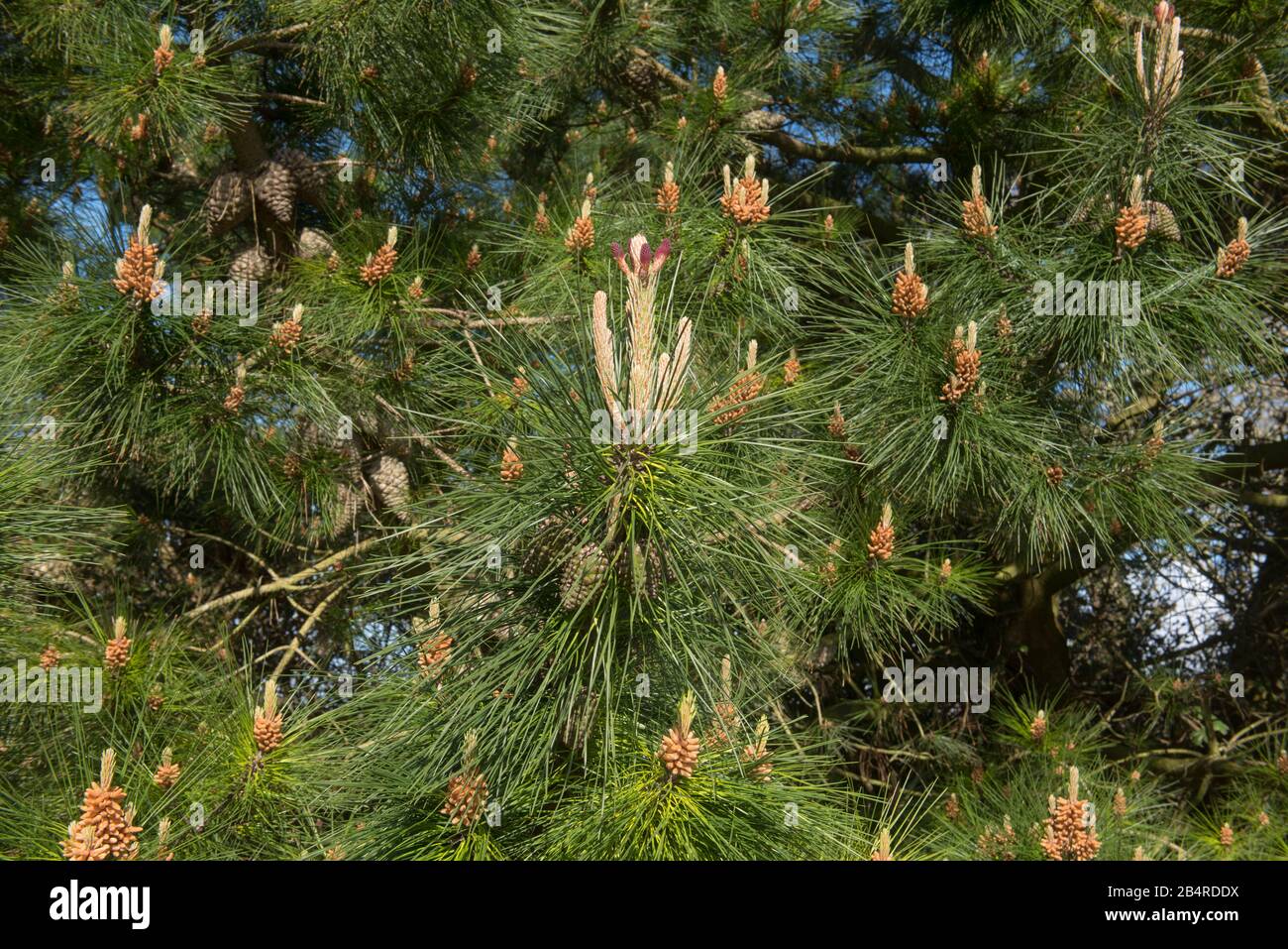 Pinus Radiata VicFlora: Pinus Radiata