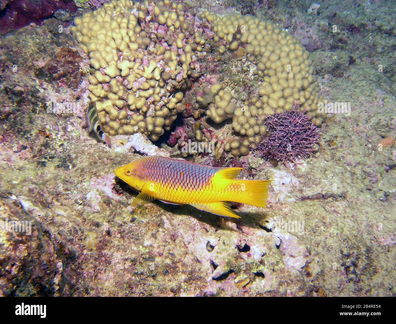 A Spanish Hogfish (Bodianus rufus Stock Photo - Alamy