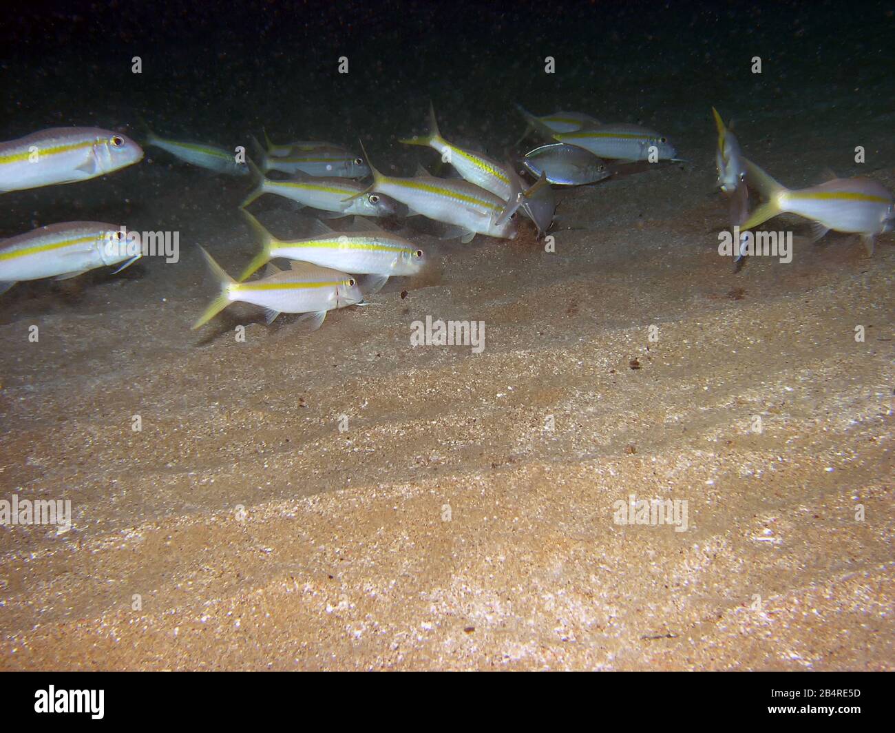 School of Yellow Goatfish (Mulloidichthys martinicus Stock Photo - Alamy