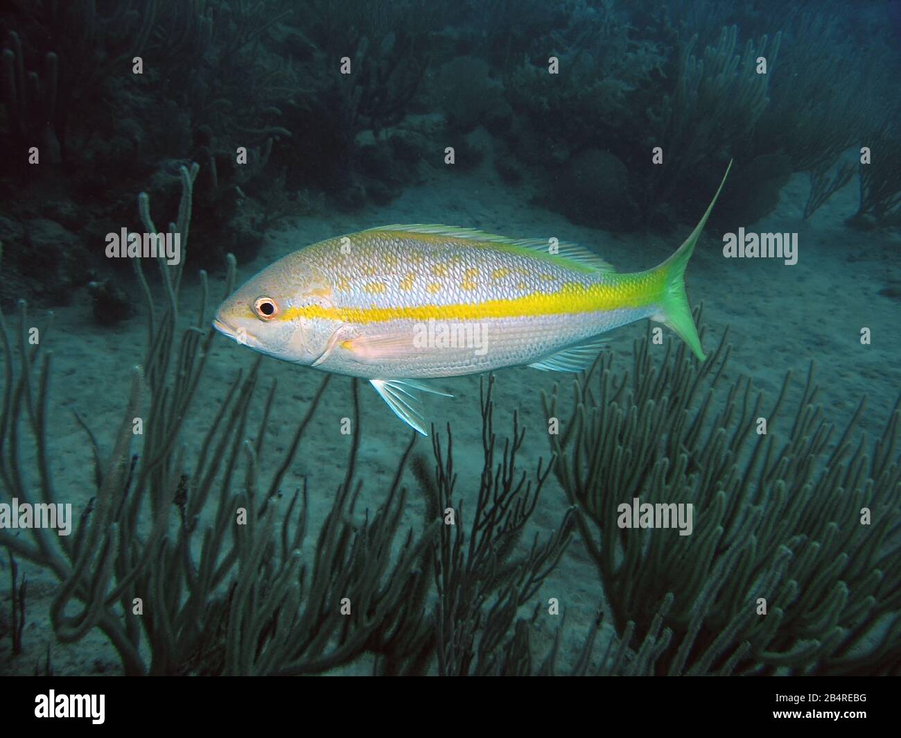 A Yellowtail Snapper (Ocyurus chrysurus Stock Photo - Alamy
