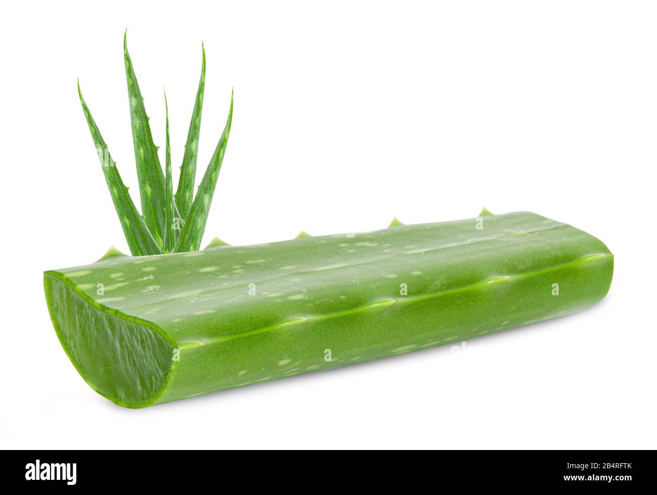 Aloe vera leaves isolated on white background Stock Photo - Alamy