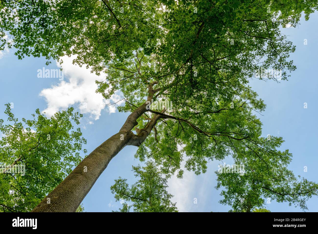 Tree tops and sky with sun hi-res stock photography and images - Alamy