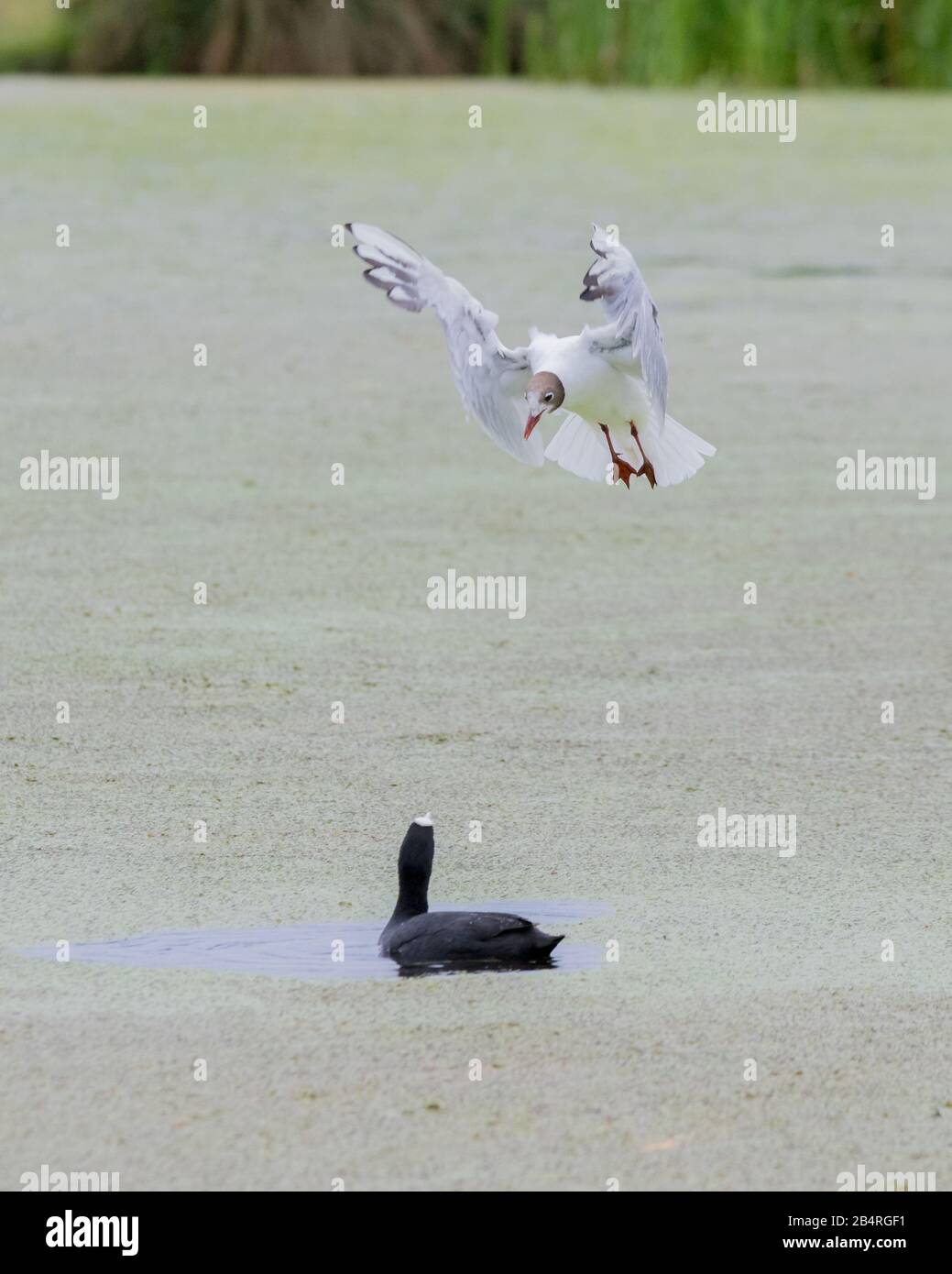 Bully bullying hi-res stock photography and images - Alamy