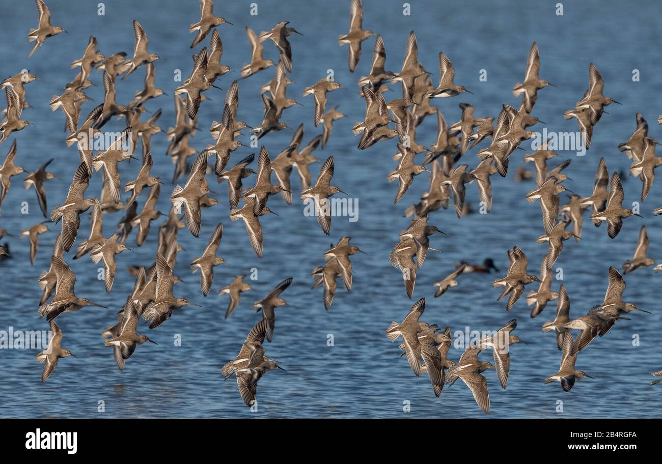 Dunlin in flight hi-res stock photography and images - Alamy