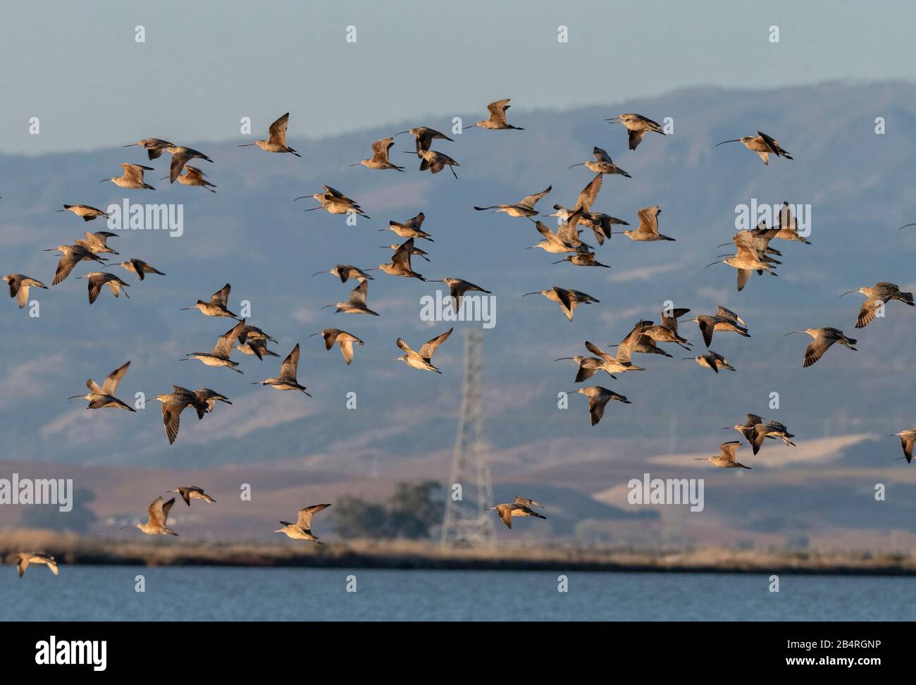 Flock of Long-billed curlew, Numenius americanus, with a few Marbled ...