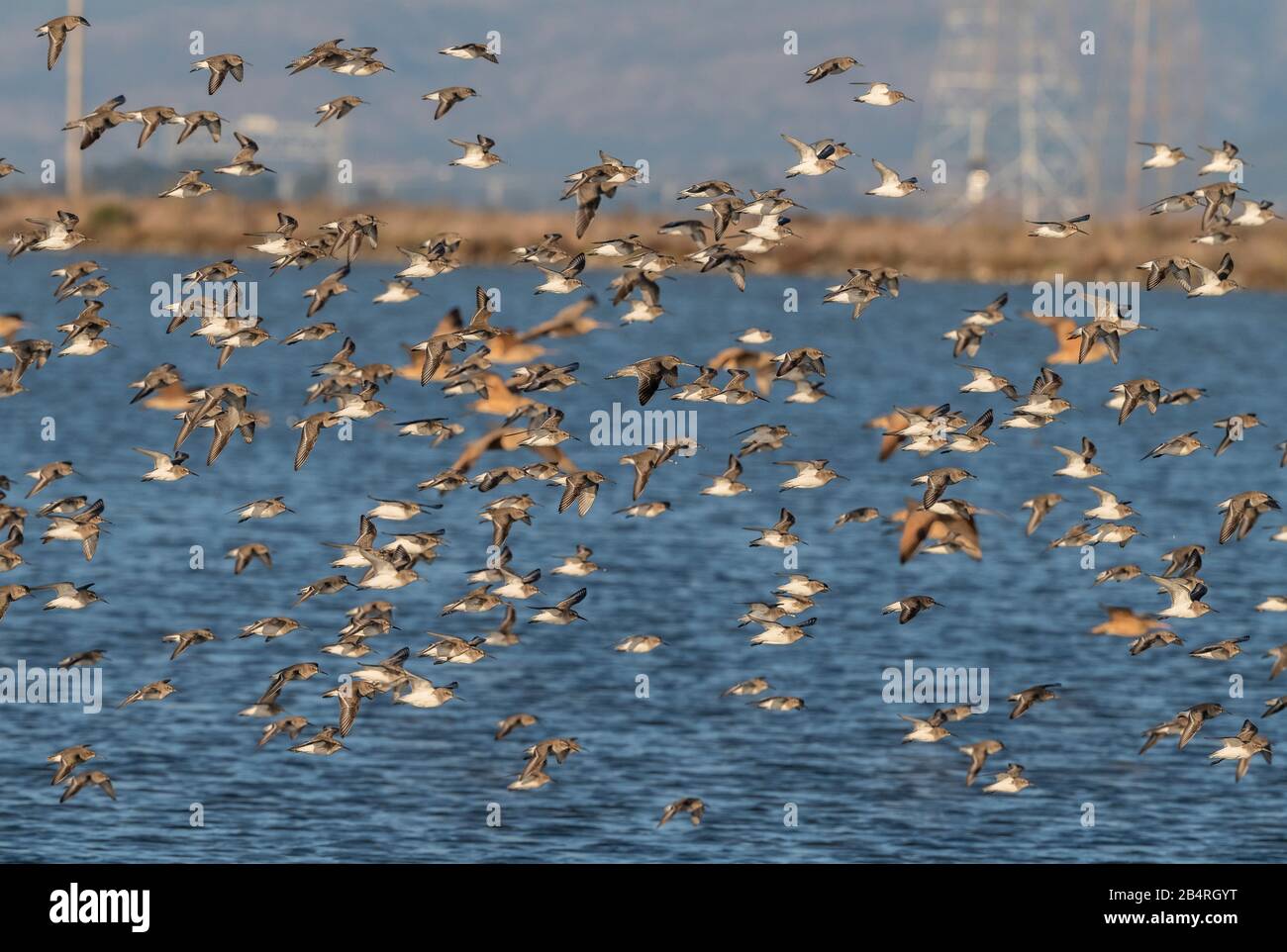 Flock of Dunlin, Calidris alpina pacifica, in flight over coastal ...