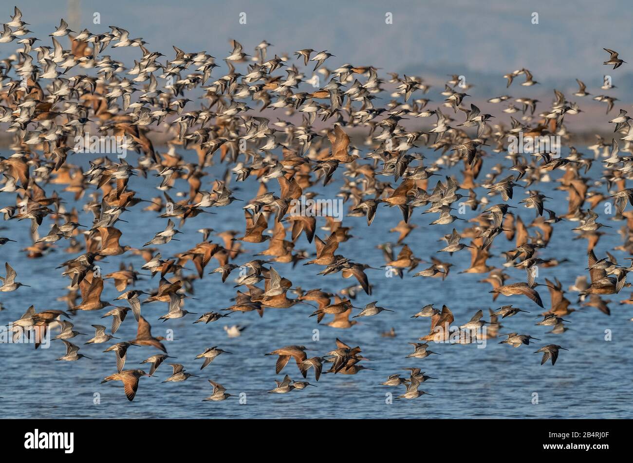 Flock of Dowitchers, Marbled godwits, long-billed curlew, etc in flight ...