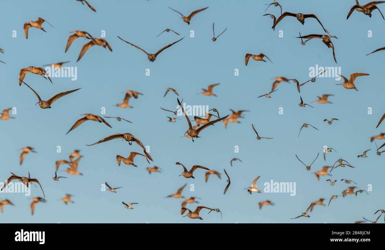 Flock of Dowitchers, Marbled godwits, long-billed curlew, etc in flight ...