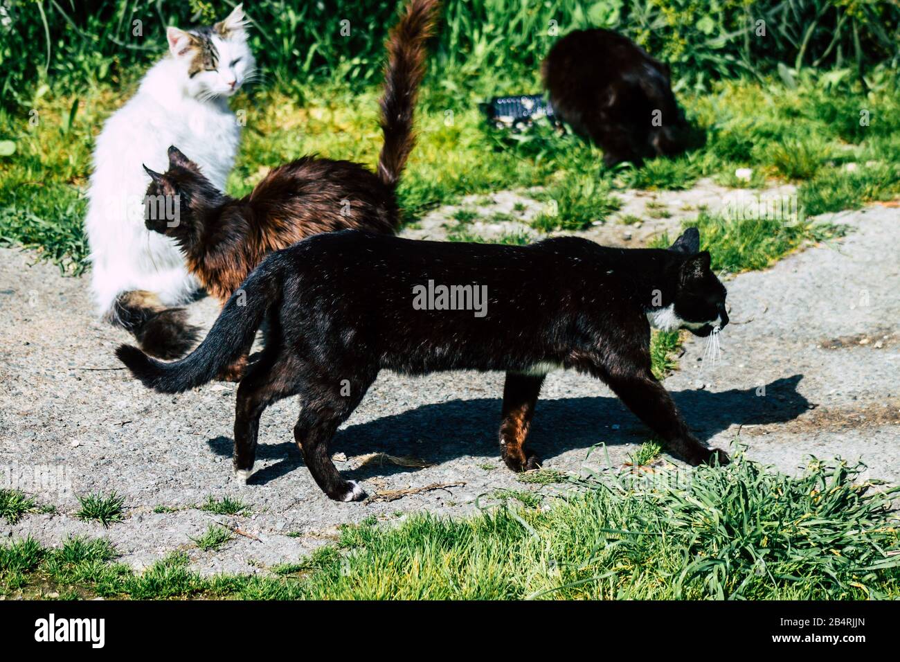 Paphos Cyprus March 06, 2020 View of abandoned domestic cat living in ...