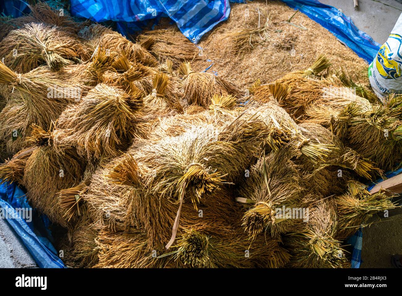Paddy rice post harvest keep in rice house, Agricultural industry Stock ...