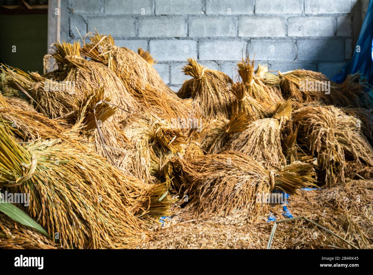 Paddy rice keep in traditional barn agricultural concept Stock Photo ...