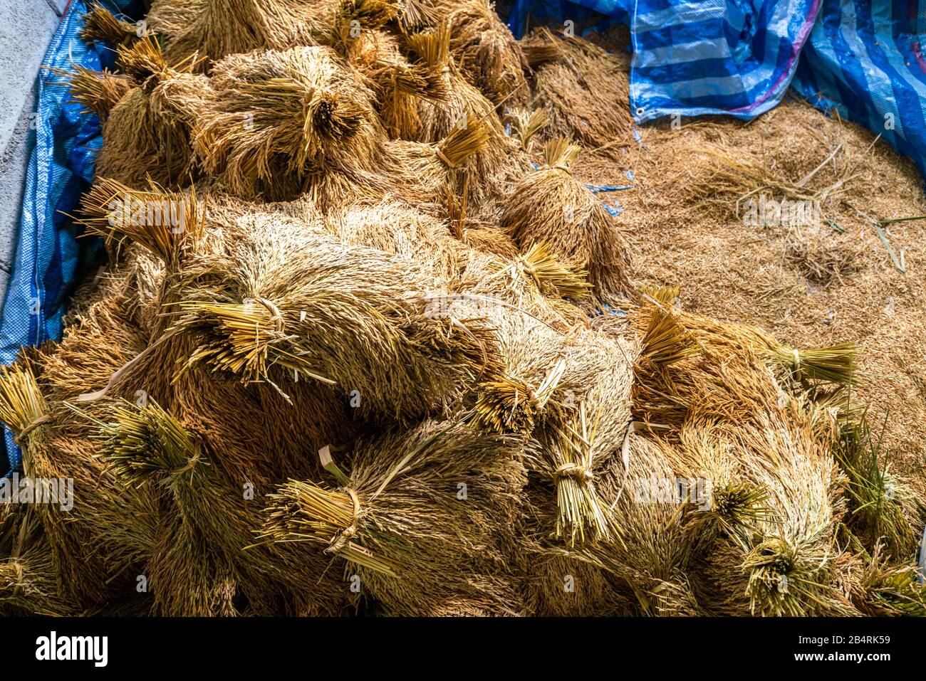 Paddy rice keep in traditional barn agricultural concept Stock Photo ...