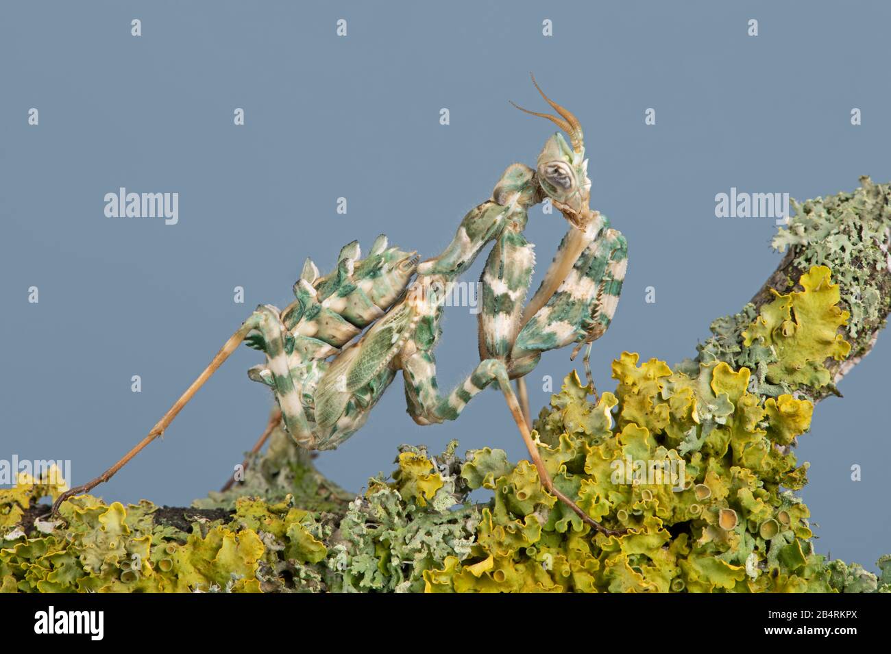 Blepharopsis mendica hi-res stock photography and images - Alamy