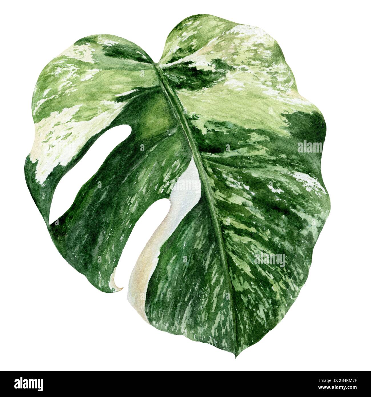 Tropical leaf monstera watercolor isolated on white background Stock ...