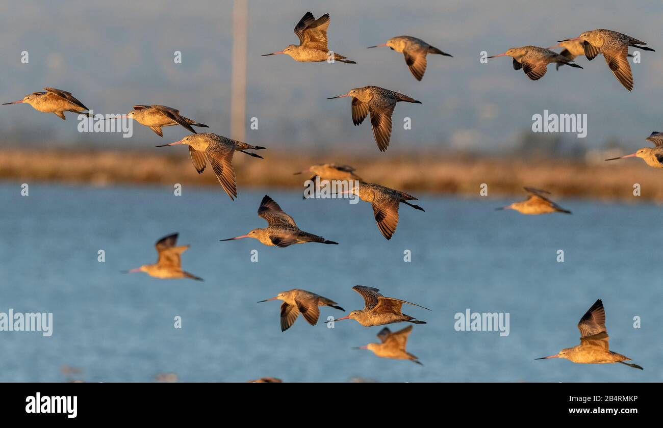 Limosa fedoa hi-res stock photography and images - Alamy