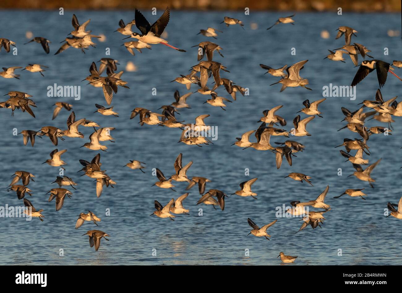 Dunlin, Calidris alpina pacifica, and other shorebirds coming in to ...