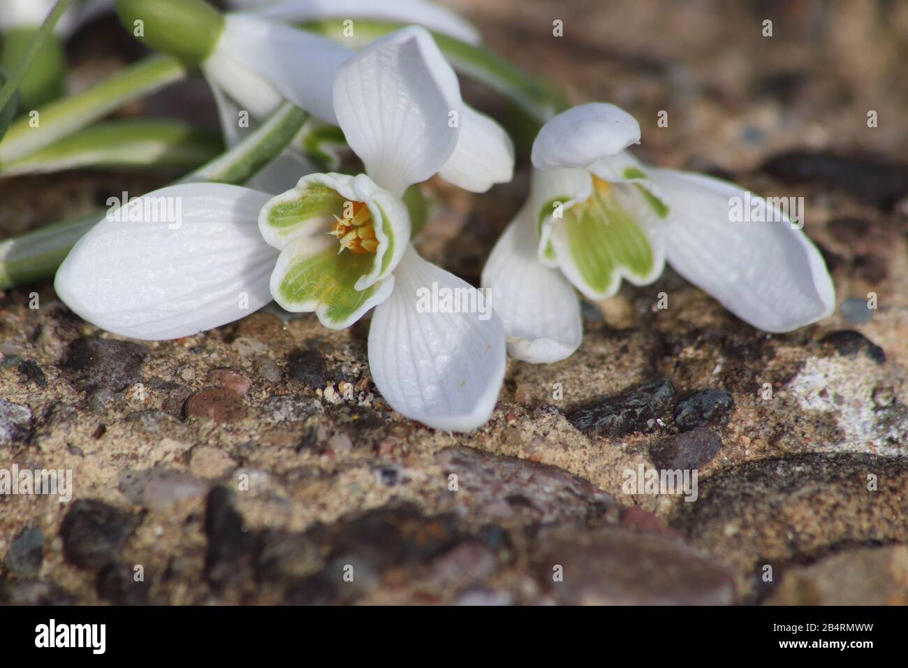 Snowdrops lying on old stone background Stock Photo - Alamy