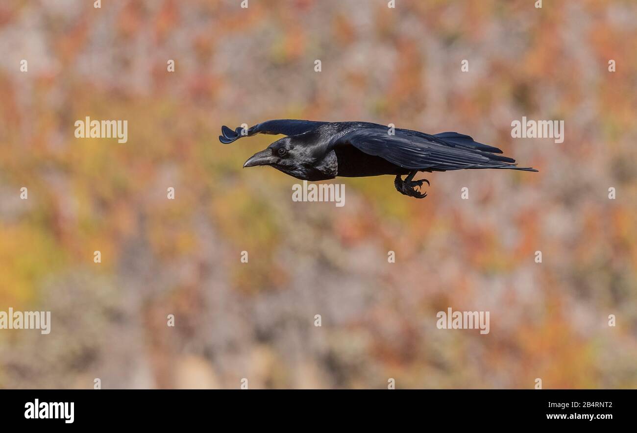 Raven, Corvus corax, in flight on the coast Stock Photo - Alamy