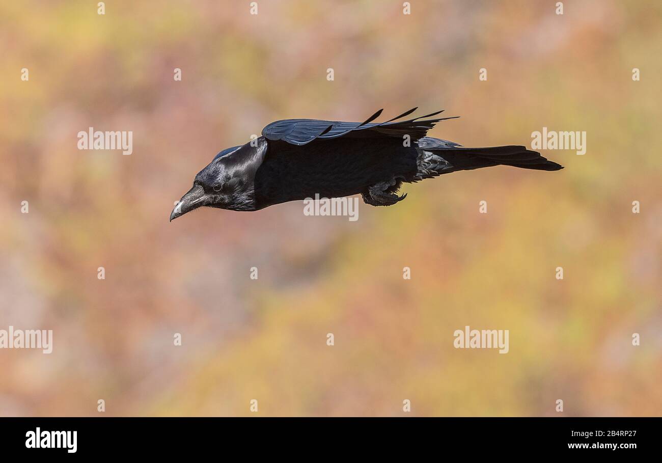 Raven flying feathers hi-res stock photography and images - Alamy