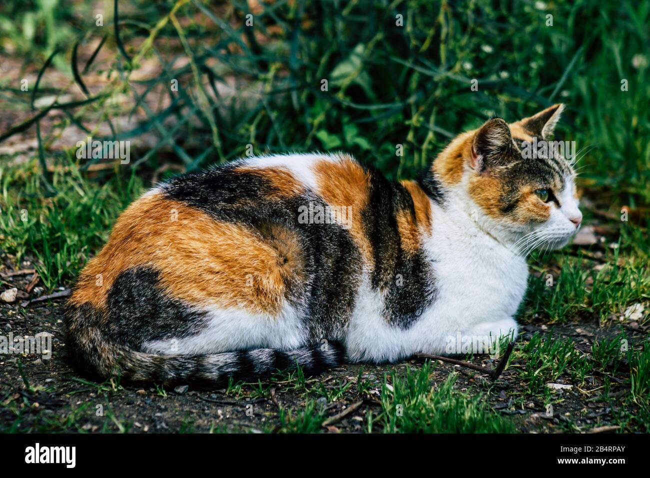 Paphos Cyprus March 06, 2020 View of abandoned domestic cat living in ...