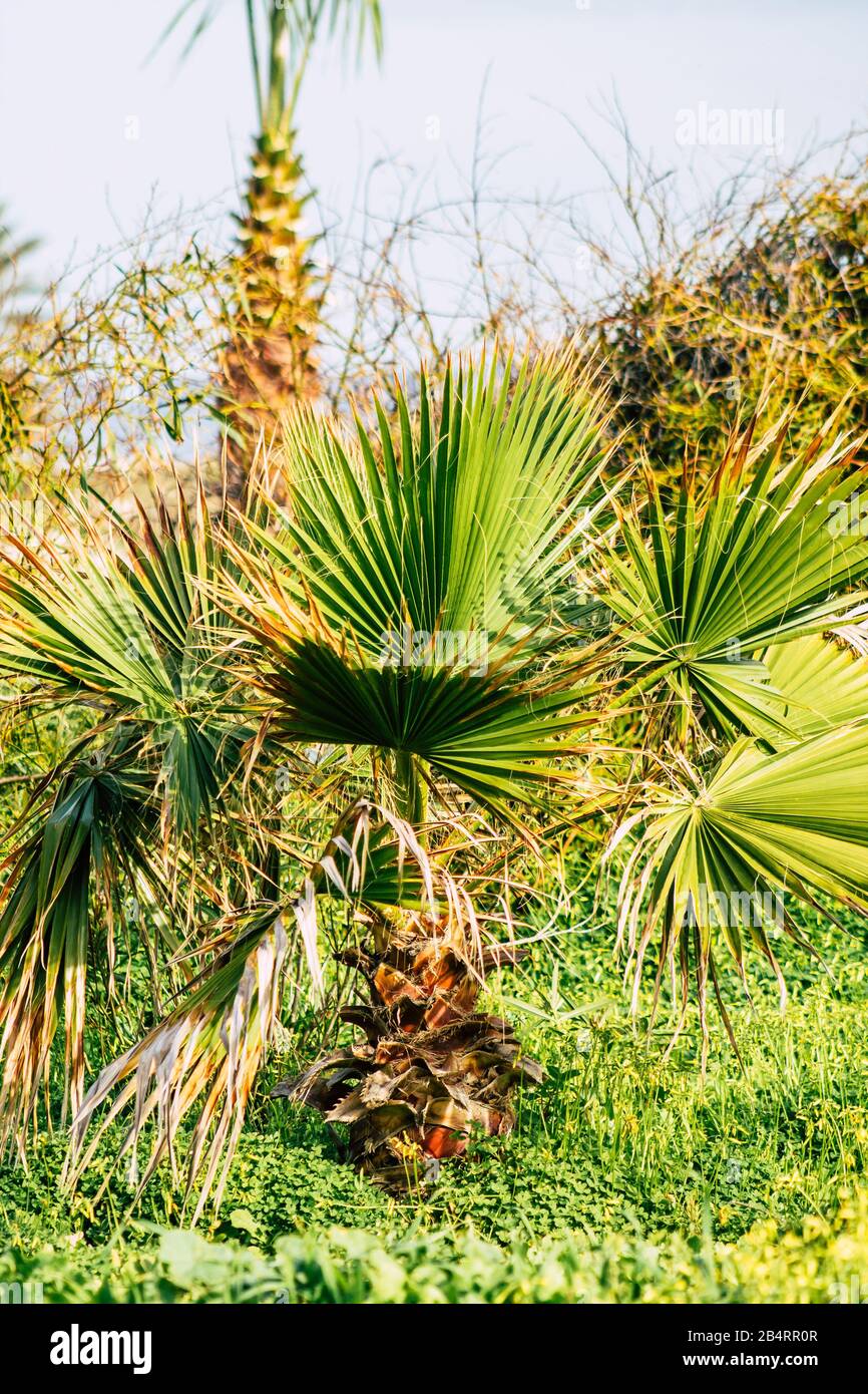 View of a palm tree growing in the streets of Paphos in Cyprus Stock ...