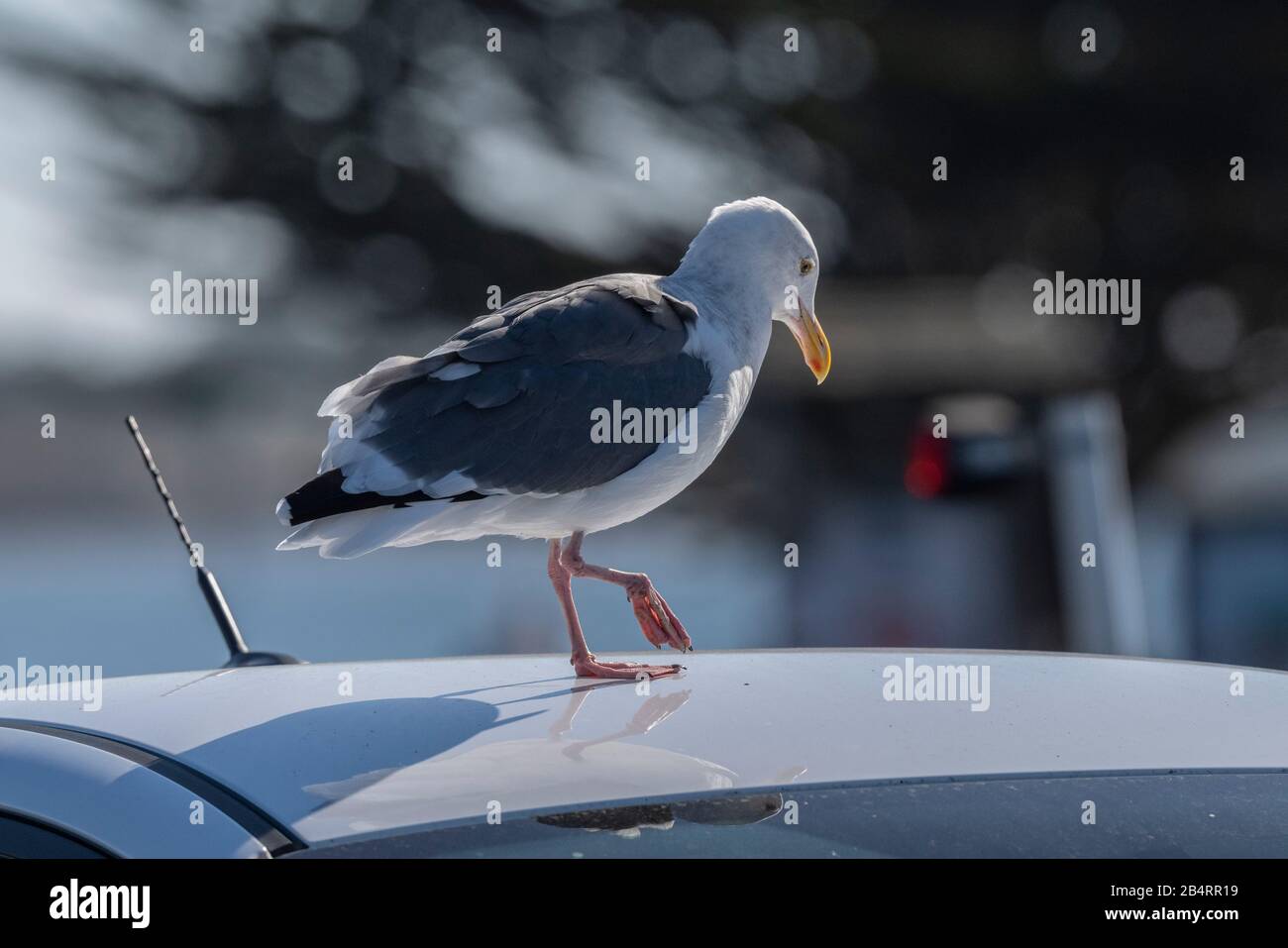 Western gull, Larus occidentalis, perched on car roof; central ...