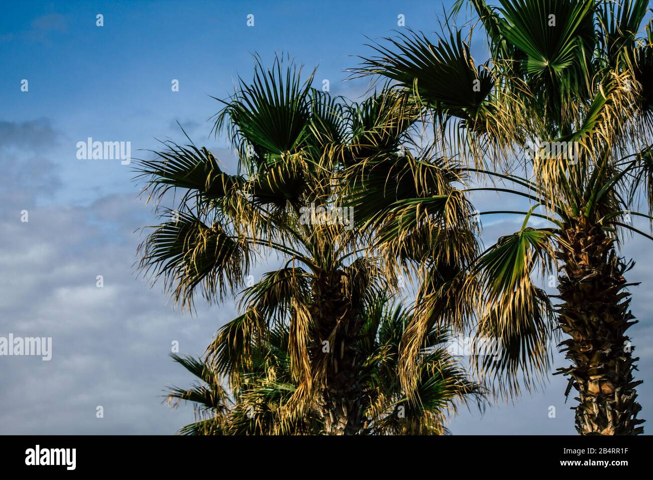 View of a palm tree growing in the streets of Paphos in Cyprus Stock ...