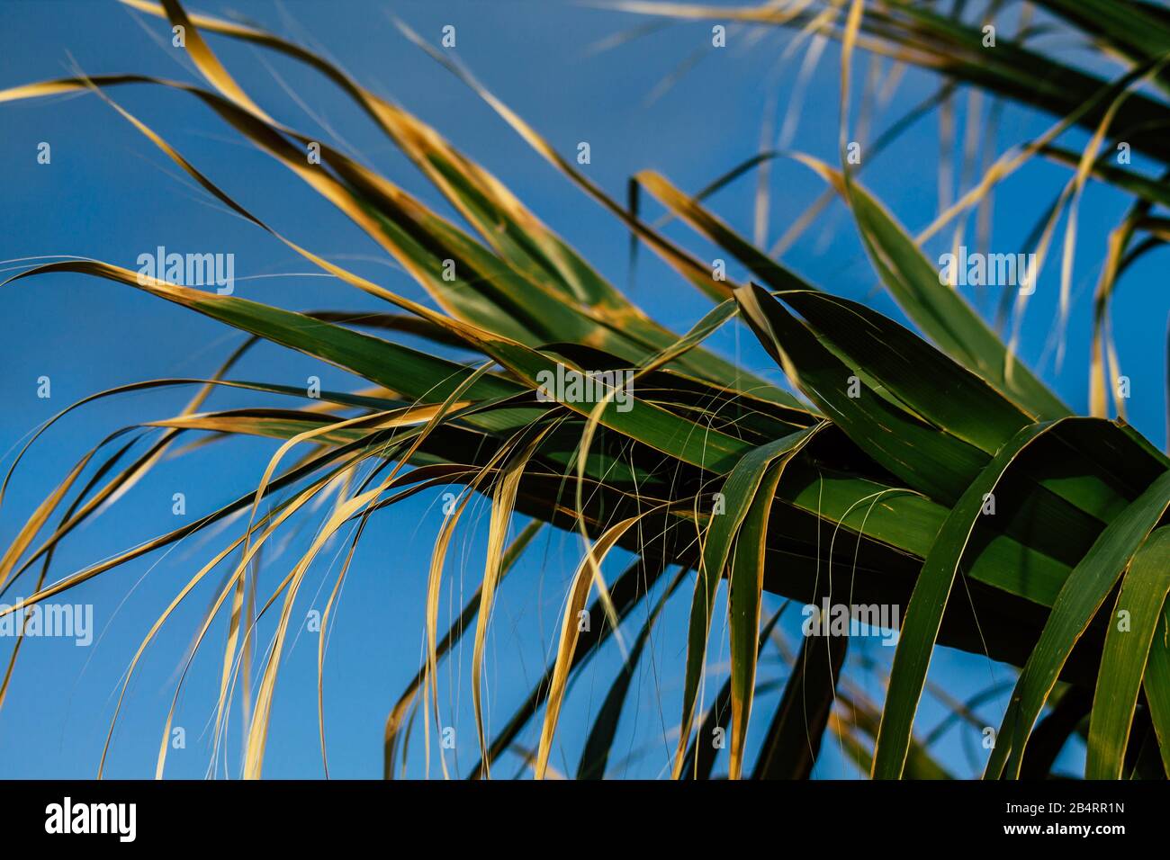 View of a palm tree growing in the streets of Paphos in Cyprus Stock ...