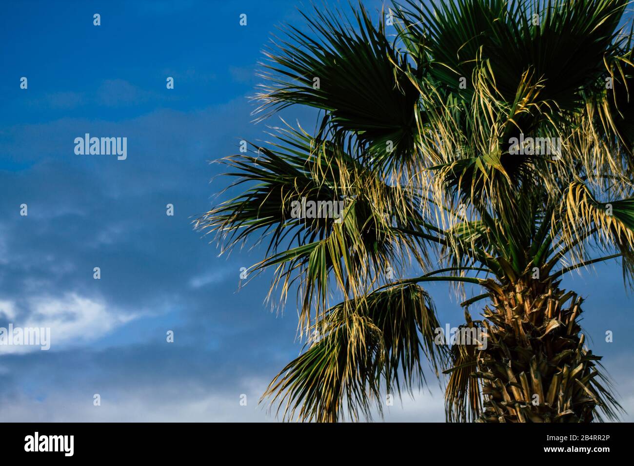 View of a palm tree growing in the streets of Paphos in Cyprus Stock ...
