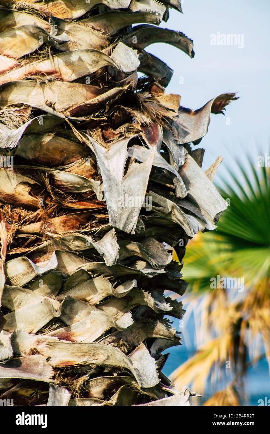 View of a palm tree growing in the streets of Paphos in Cyprus Stock ...