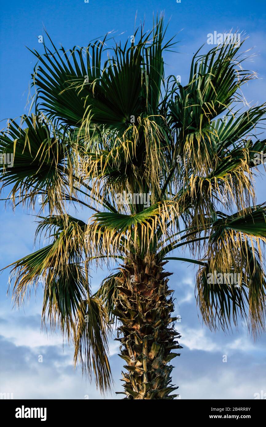 View of a palm tree growing in the streets of Paphos in Cyprus Stock ...