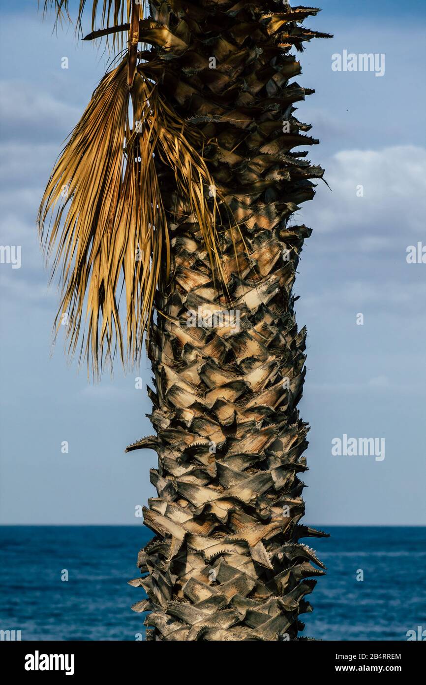 View of a palm tree growing in the streets of Paphos in Cyprus Stock ...
